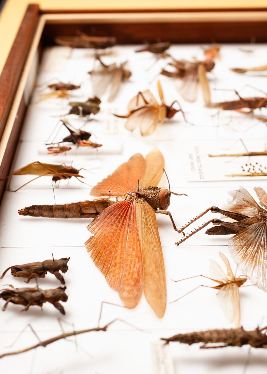 Insect trays, Leeds City Museum - Sara Porter Photography